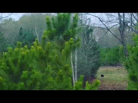 Hog hunting (shot with AR-10. 308) - YouTube