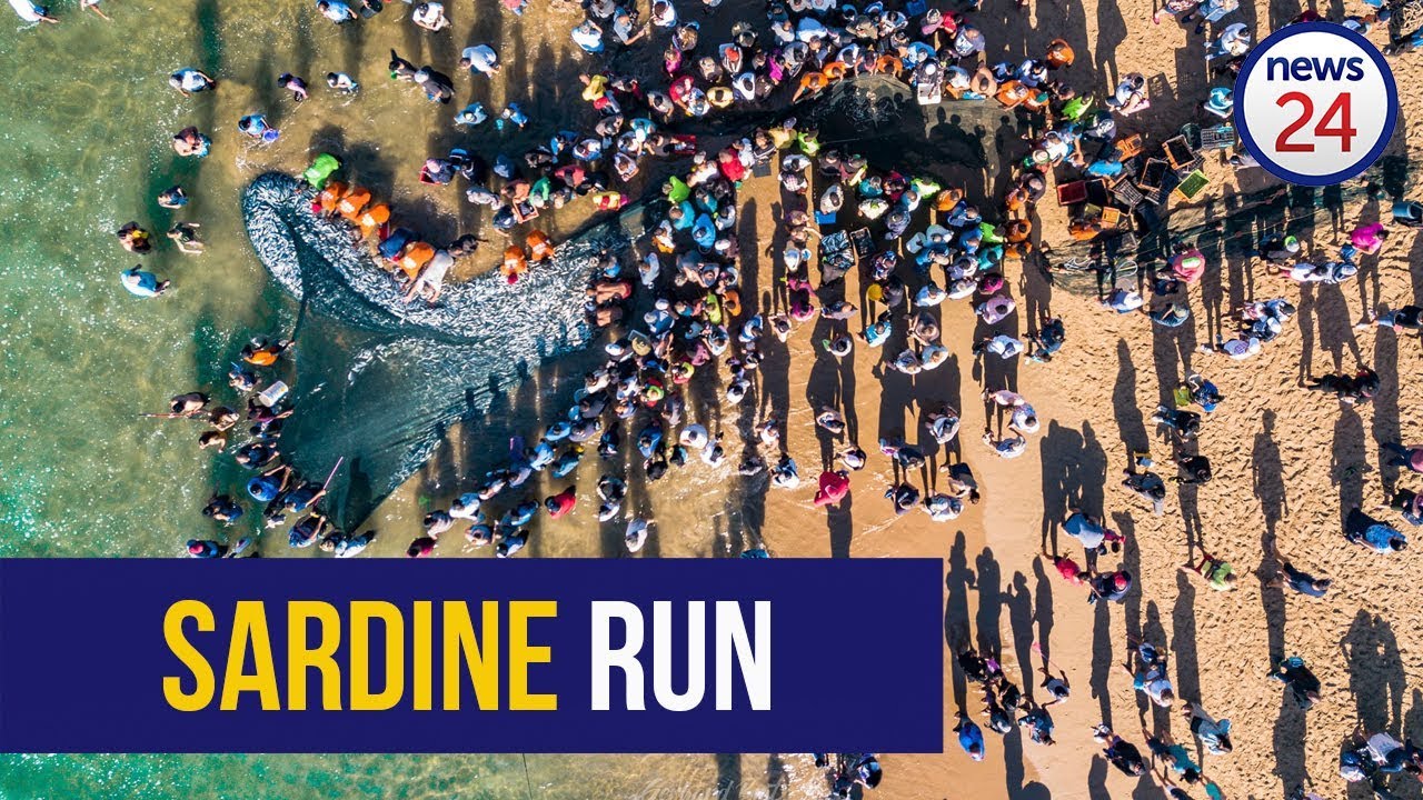 WATCH: See the 2019 sardine run from the air - YouTube