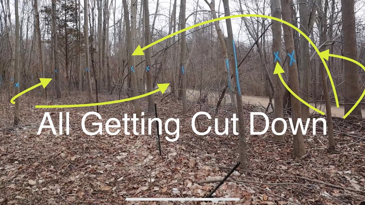 The Power Company Is Going To Cut Down All Our Trees - YouTube