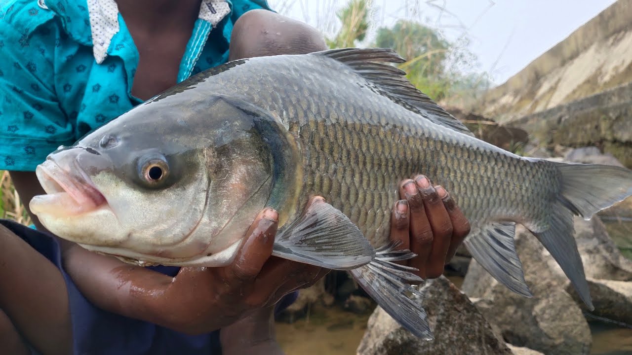 Village Fish Catching | Fish Pakadne Ka Tarika | Fishing Video | River ...