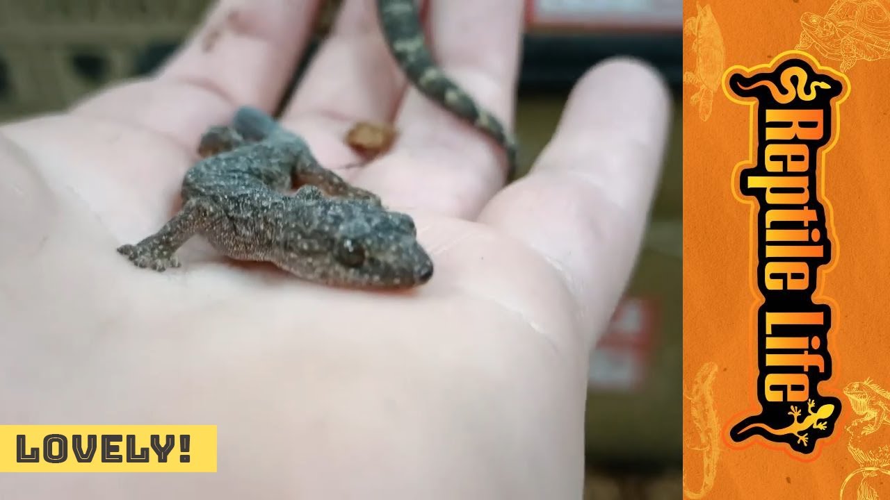 'Just Arrived' Marbled Geckos | Reptile Life - YouTube