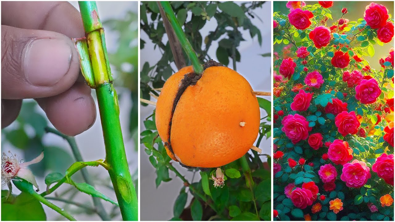 Rose tree Grafting | Grafting Of Rose Plant using Orange fruit peels ...