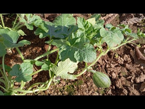 Desenvolvimento da melancia Karistan F1 