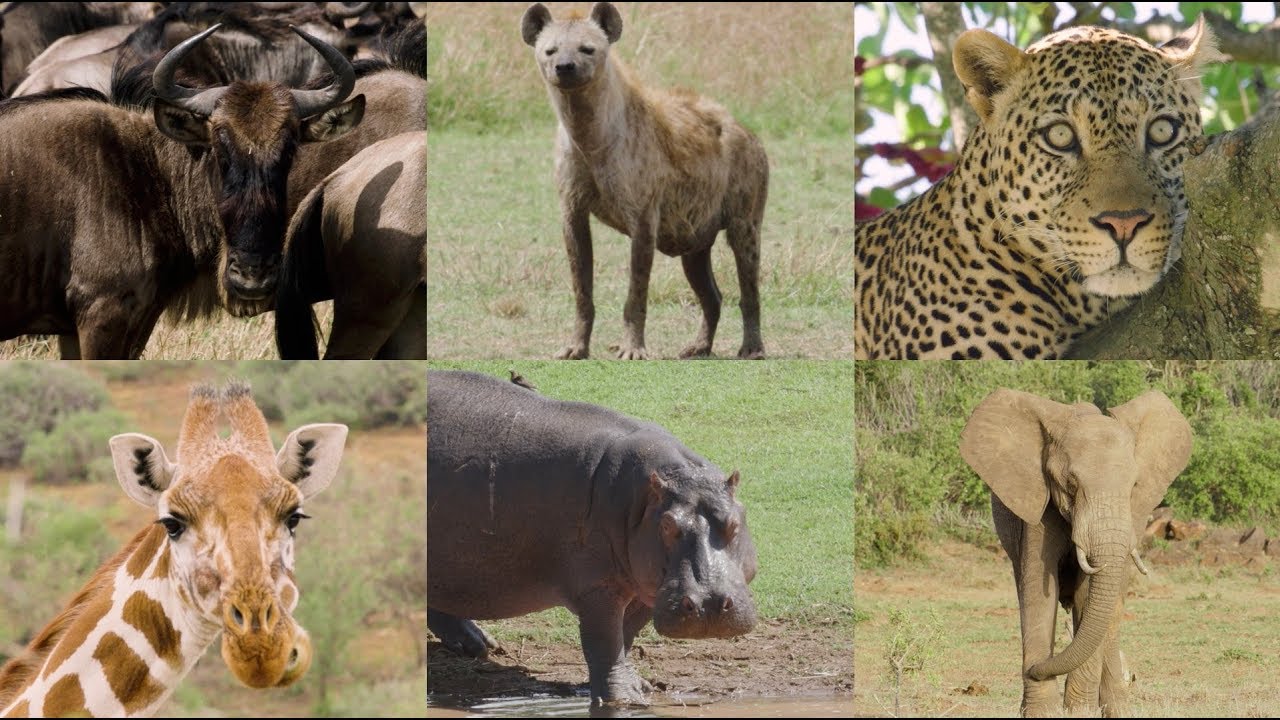 Name that: African Animal Species - YouTube