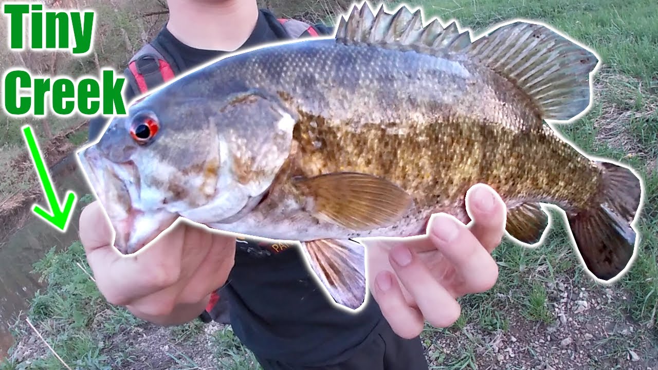 Big Smallmouth Bass in a Tiny Creek! - Northern Illinois Fishing - YouTube