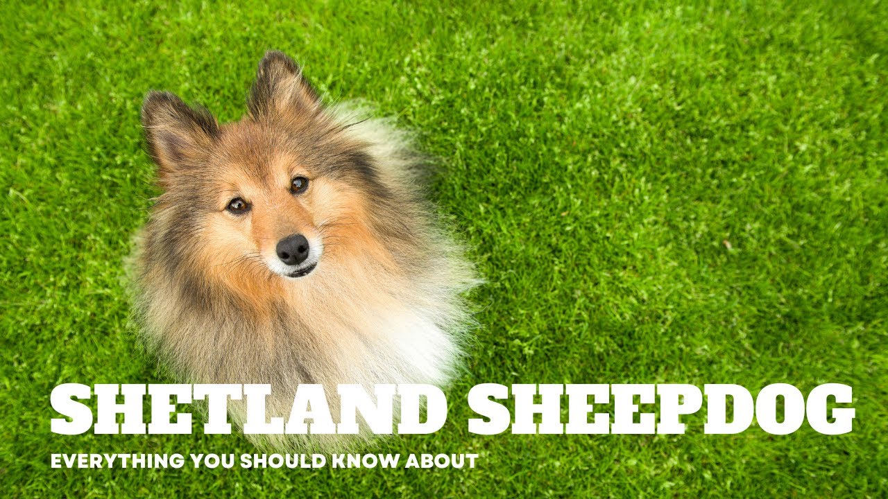 Shetland Sheepdog | Everything You should Know About #dogs #dogbreed ...