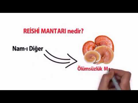 Reishi Mantarı Nedir Faydaları Nelerdir