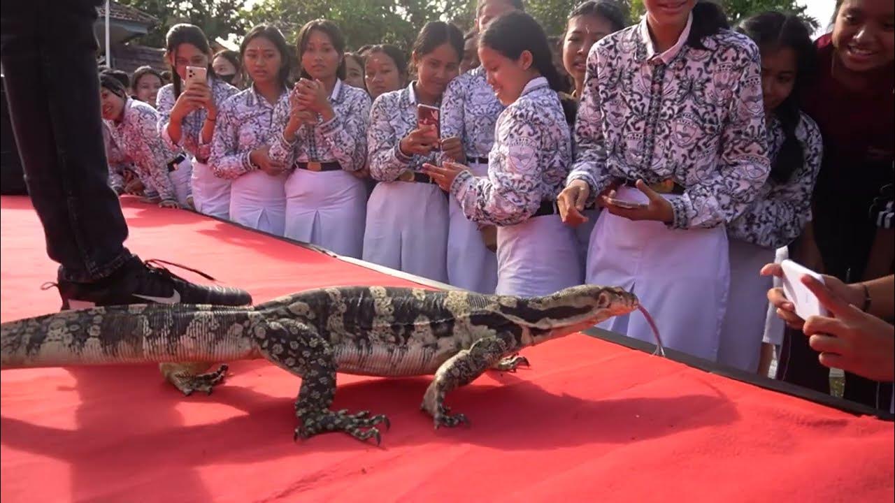 SOSIALISASI KOMUNITAS EDUKASI REPTIL SEMARAPURA | 1 MARET 2023 | DALAM RANGKA HUT SMADARA-26 ...
