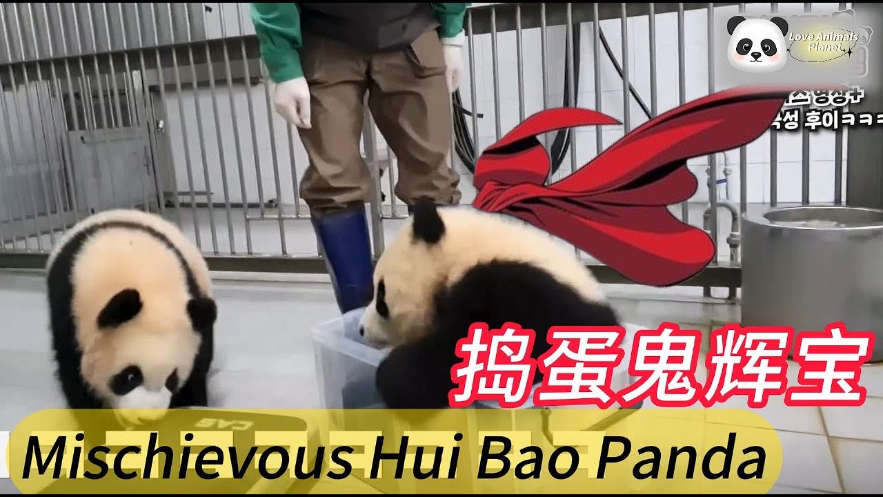 04 [ENG SUB] Mischievous Hui Bao Panda | 捣蛋鬼韩国熊猫辉宝来啦 #루이바오 #후이바오 #panda ...