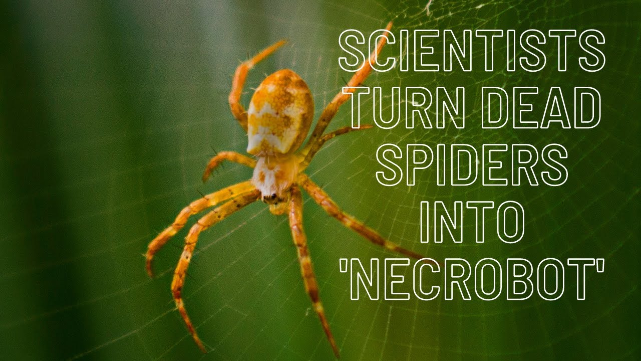 Scientists turn dead spiders into 'necrobot' mechanical grippers #news ...