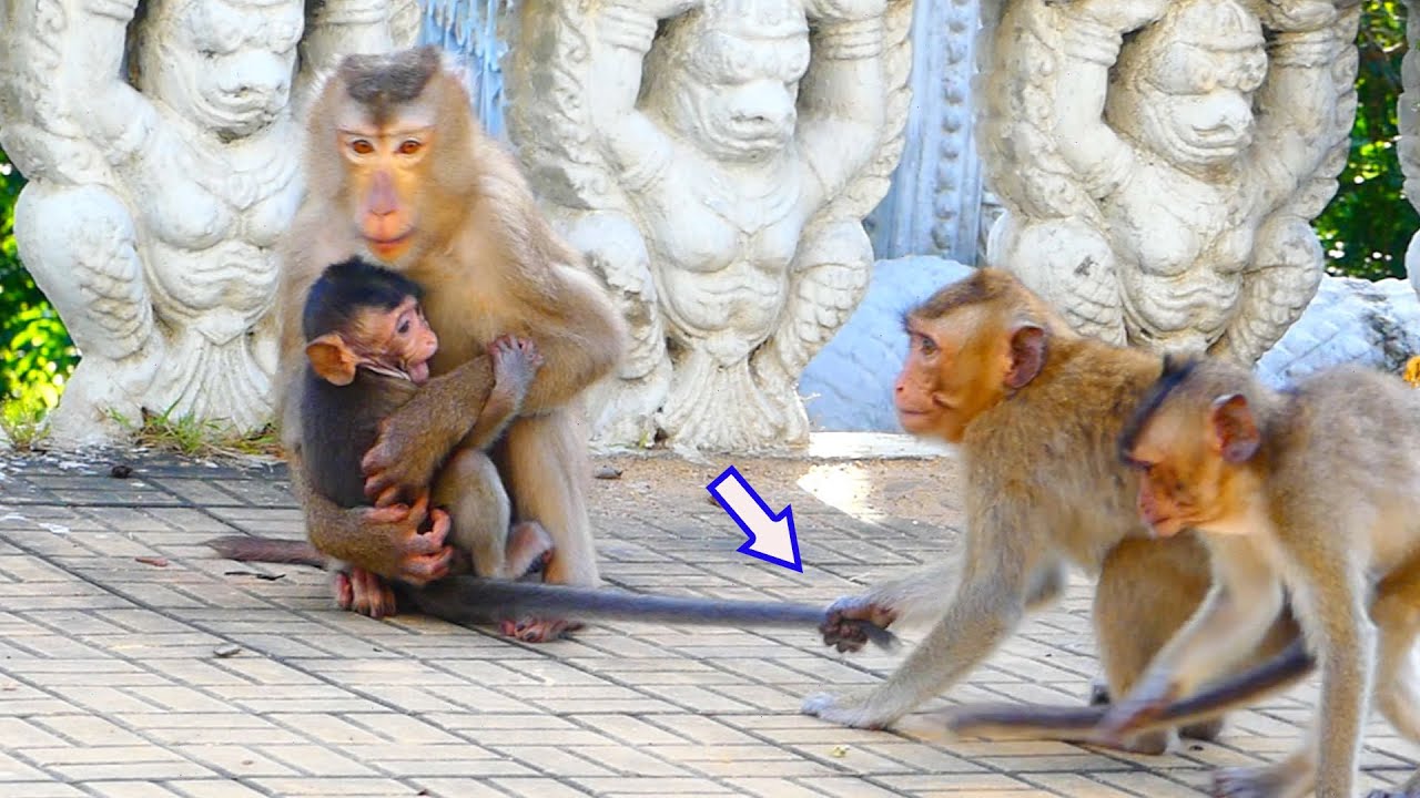 Relaxing monkeys _ Monkey JANNIE pull tail baby BECA come play together - YouTube
