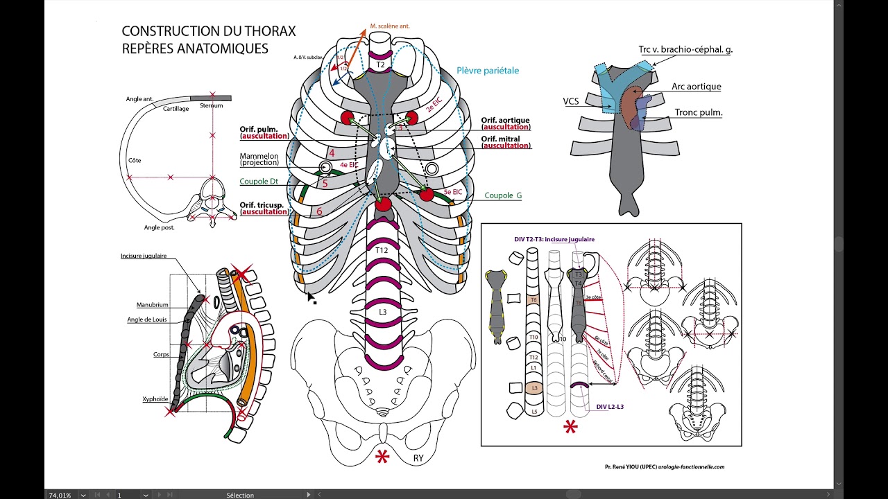 14 construction du thorax - YouTube