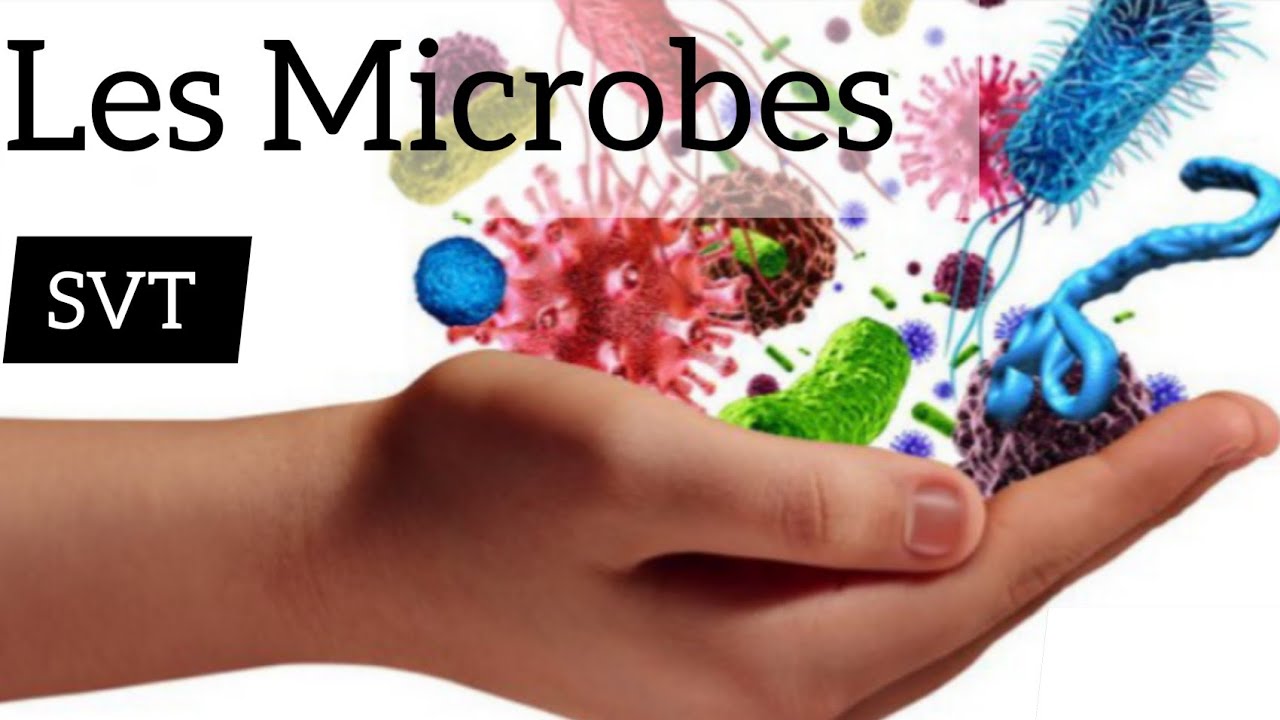 les Microbes,Micro_organismes 3 éme année du collège| SVT - YouTube