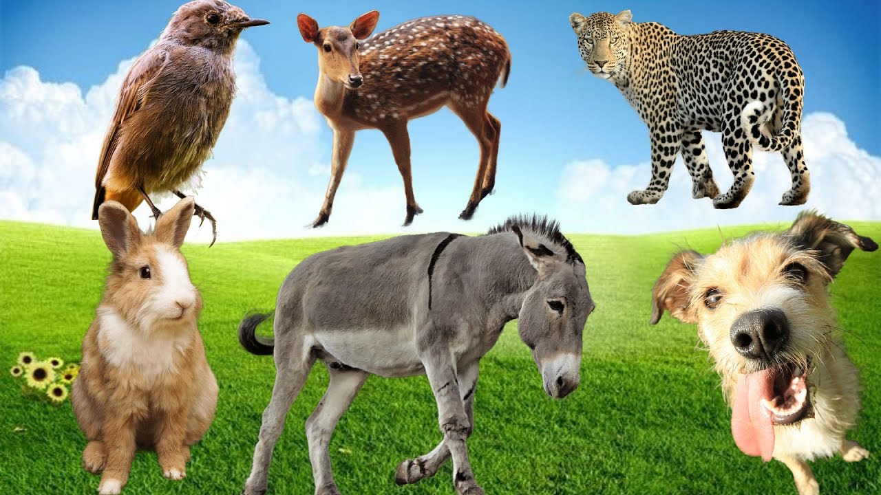 Animals Video | Best Funny Animal Sounds | Animals for All of Us ...