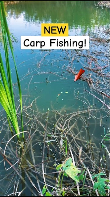 November 2, 2024 Fishing short | Latest match fishing videos | best ...