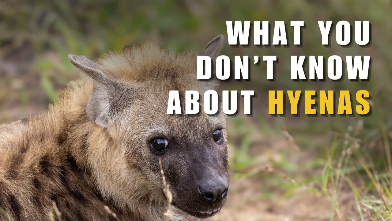 WILDLIFE DOCUMENTARY - Spotted Hyenas: Secret Masters of the African ...