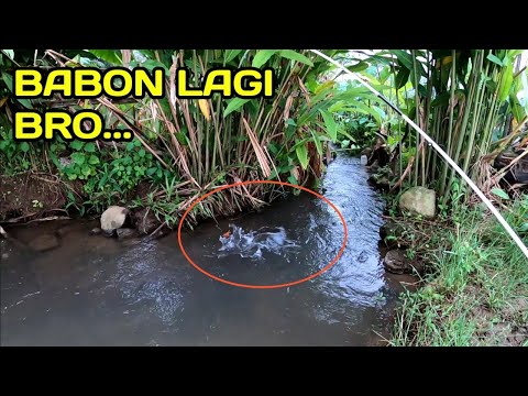 MANTAP...Seperti Takpernah Dipancing Sekali Dipancing Lihat Hasilnya bro...