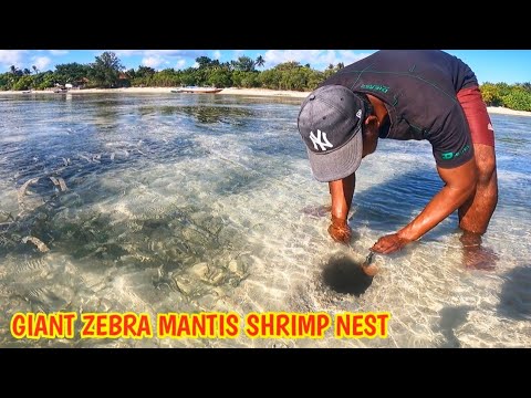 MASSIVE MANTIS SHRIMP FISHING WITH BAMBOO STICK TRAPS - YouTube