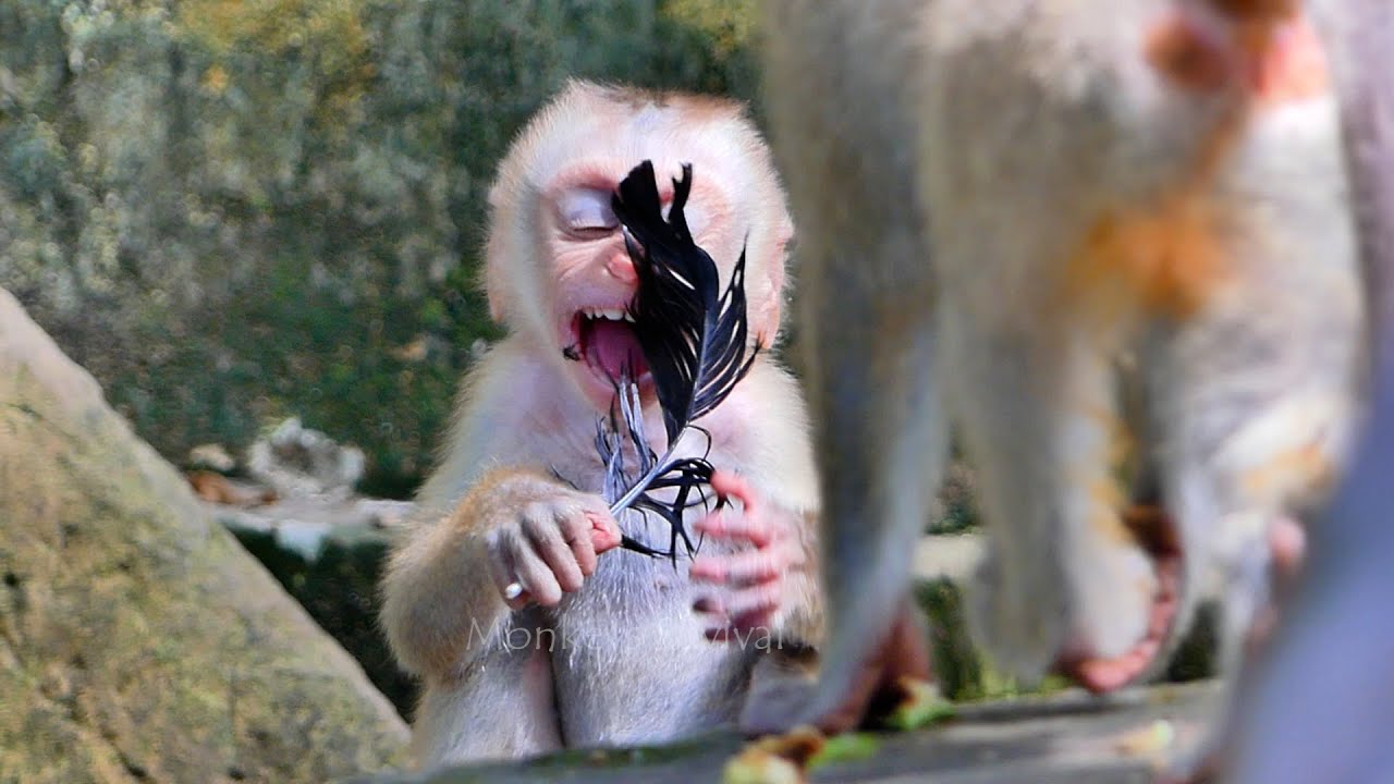 OhRriPp..! Fantastic Video Monkeys l Mix Video Lucie l Lovely Monkey # ...