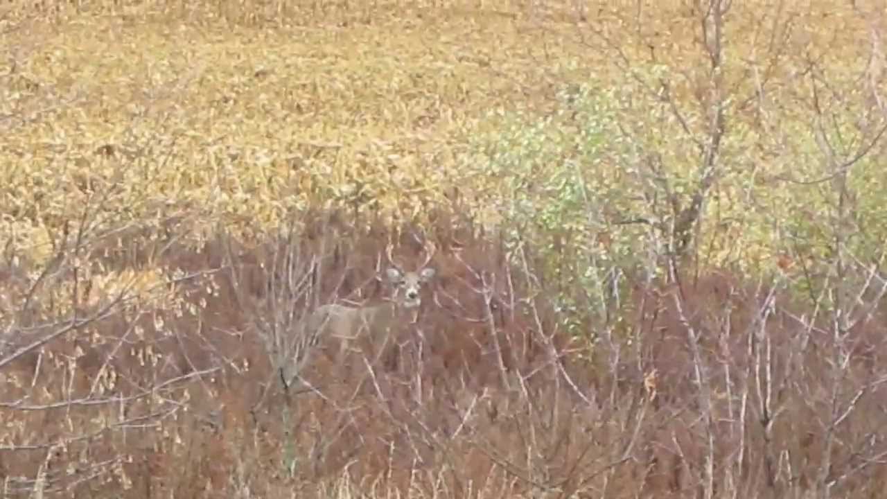 Calling Buck to Backyard with Primos Buck Roar - YouTube