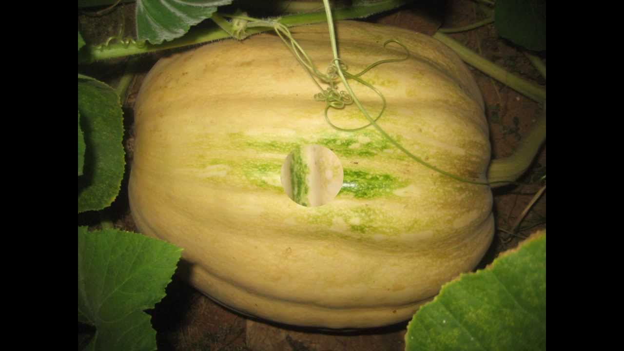 LIFE CYCLE OF PUMPKIN - YouTube
