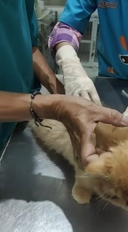 Kucing ngambek disuntik - YouTube