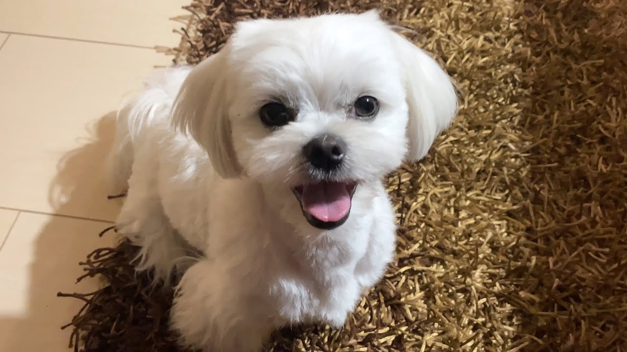 MALTESE DOG: This is what PURE LOVE means ️ - YouTube