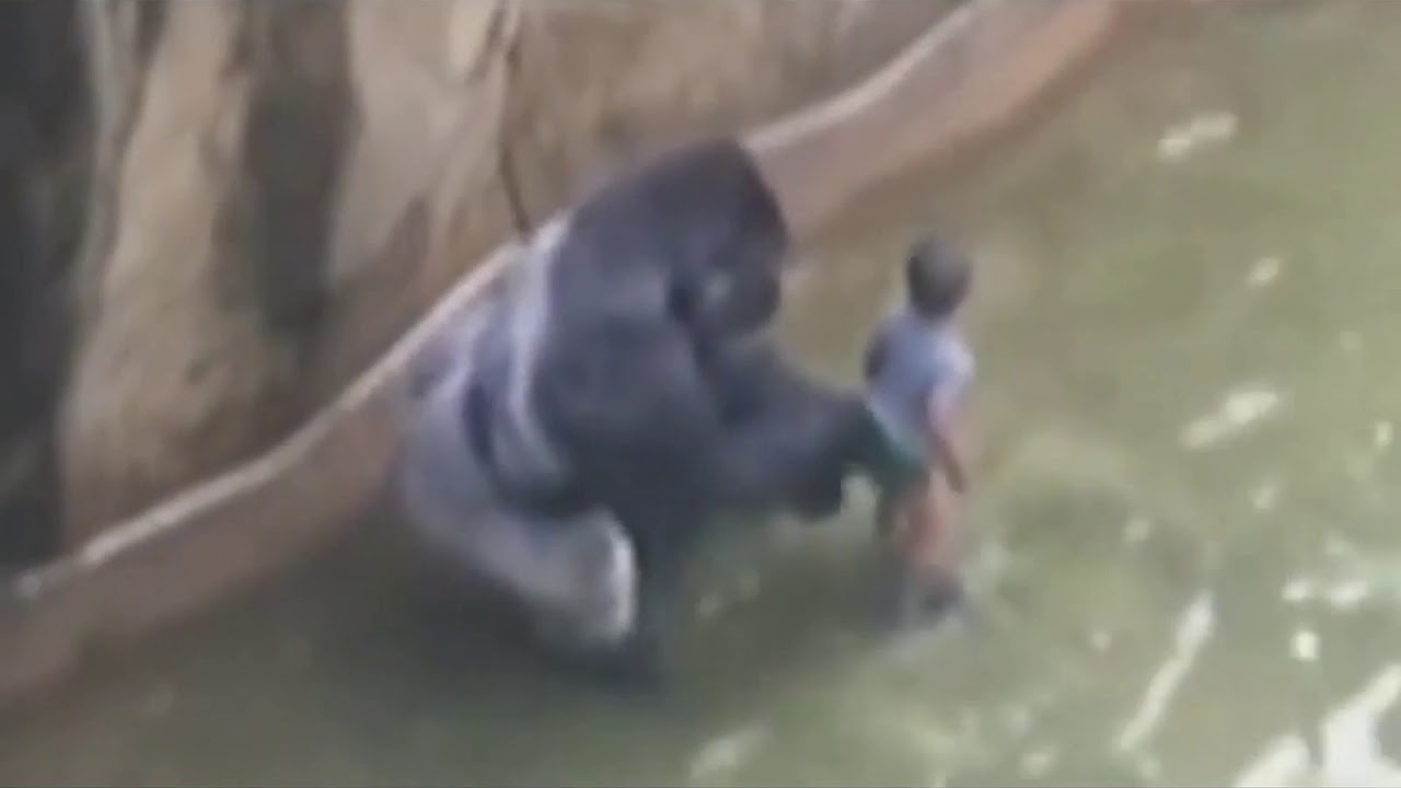 Harambe pulls child’s pants up - YouTube