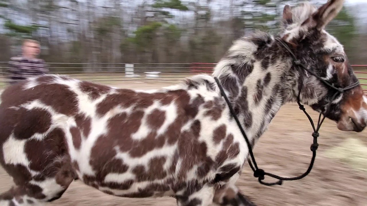 Leopard app mule colt 7mths old - YouTube