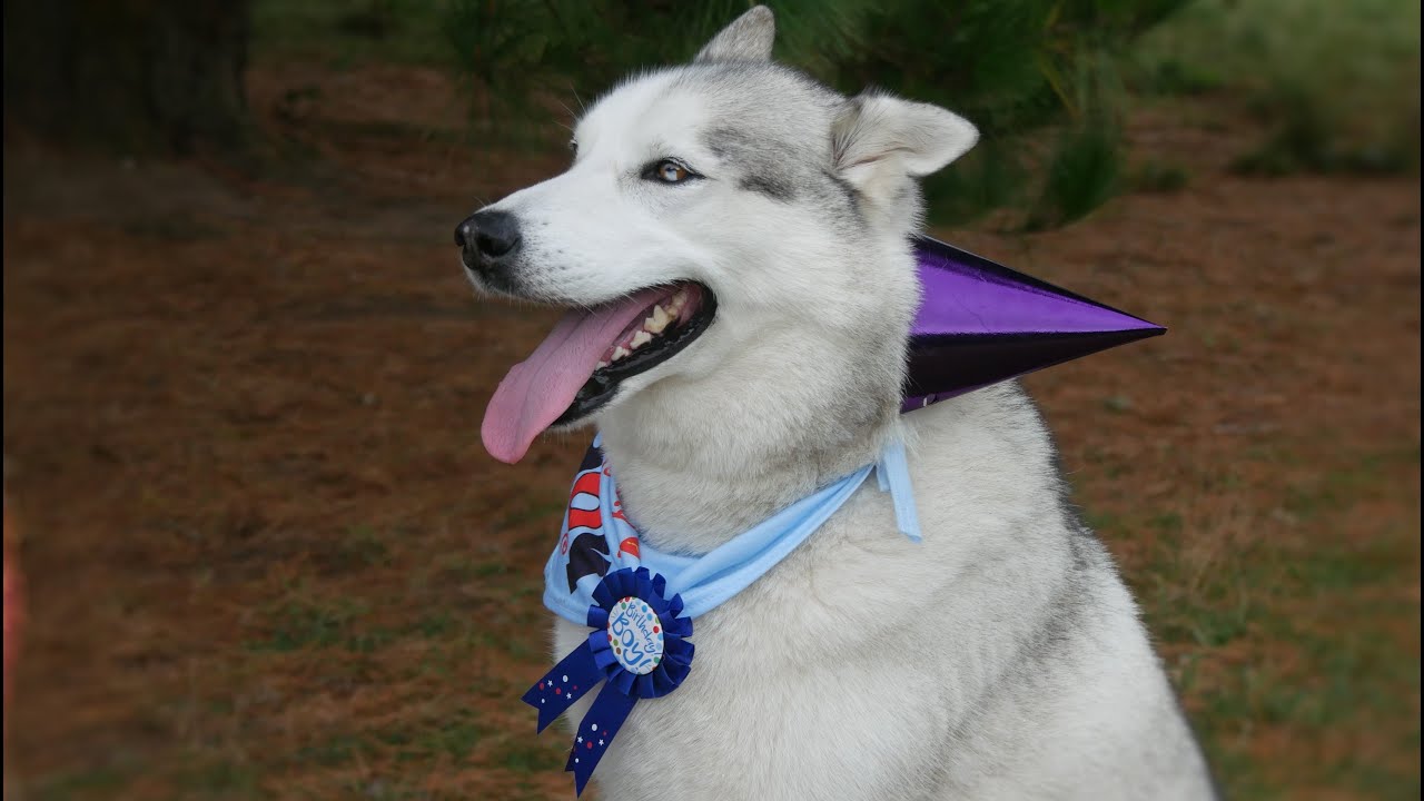 Happy Husky opens, plays with and eats BIRTHDAY Gifts .. - YouTube