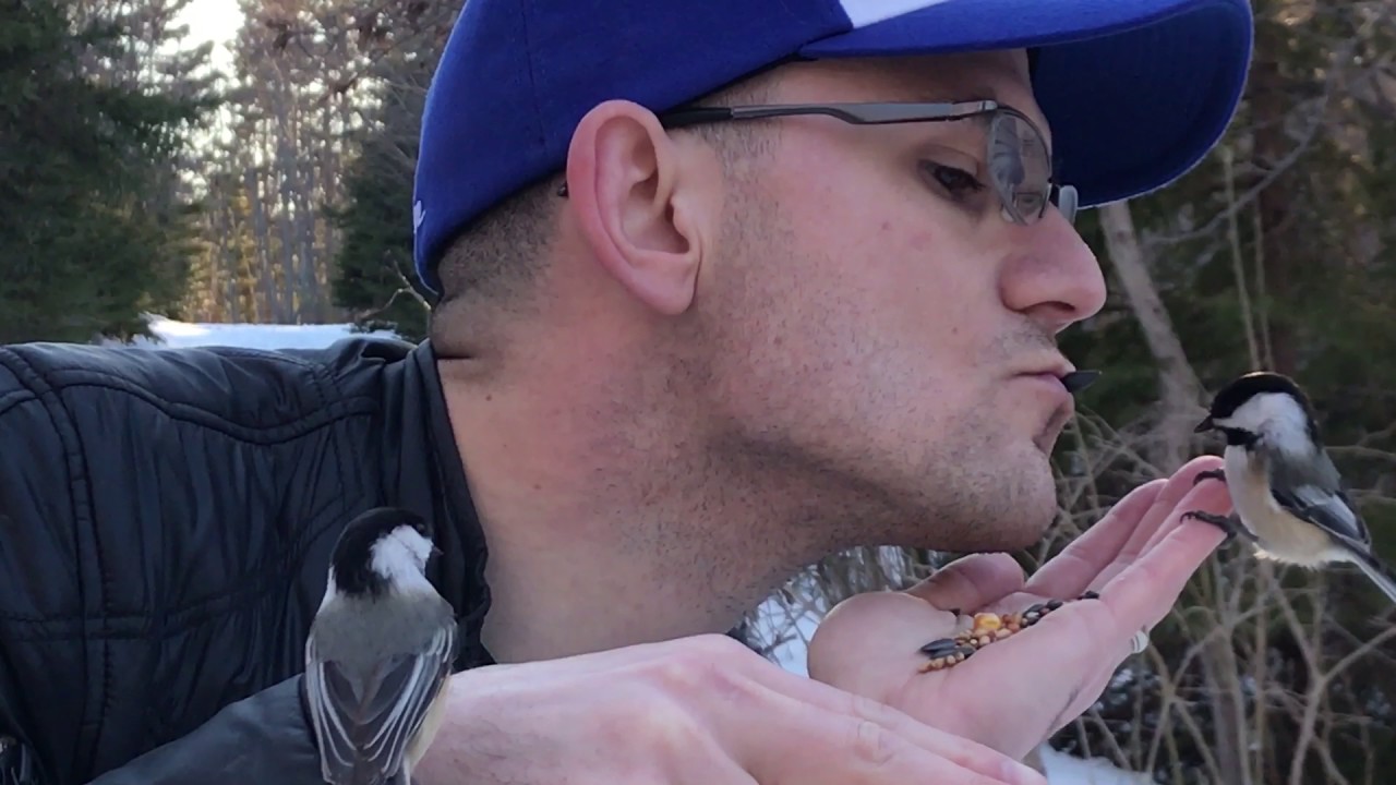 Peter's Field Chickadees are super tame. Took a seed right from my ...