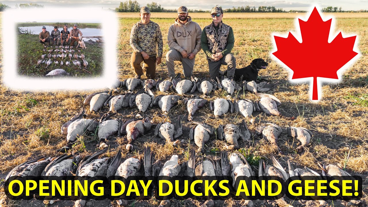 OPENING DAY Ducks and Geese in ALBERTA CANADA (Plus scouting) SEP.1 ...