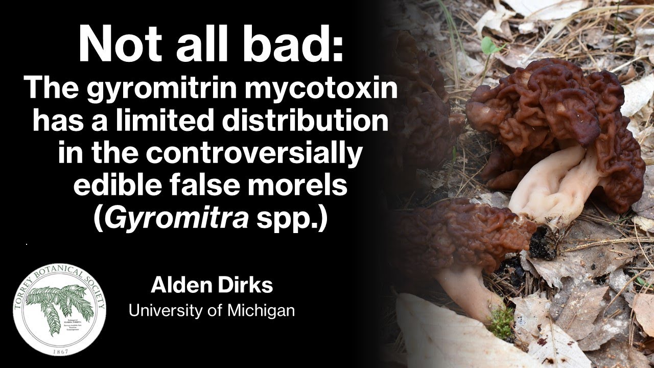 Not All Bad: Gyromitrin mycotoxin has a limited distribution in edible ...