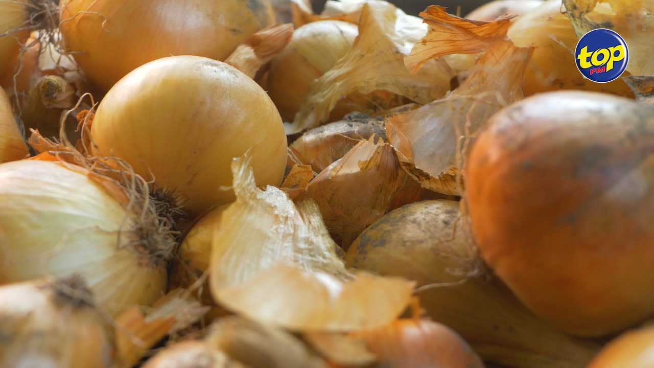 Approvisionnement du marché en oignon - YouTube