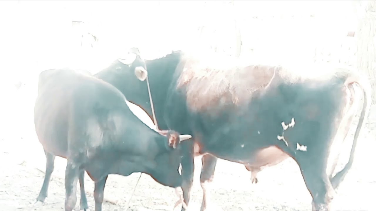 Cow Meeting Cow Rural so amazing - YouTube