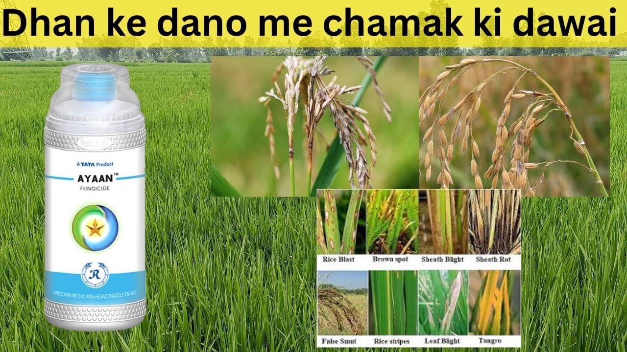 Dhan ke dano me chamak kese bdaye // Tata Ayaan Fungicide - YouTube