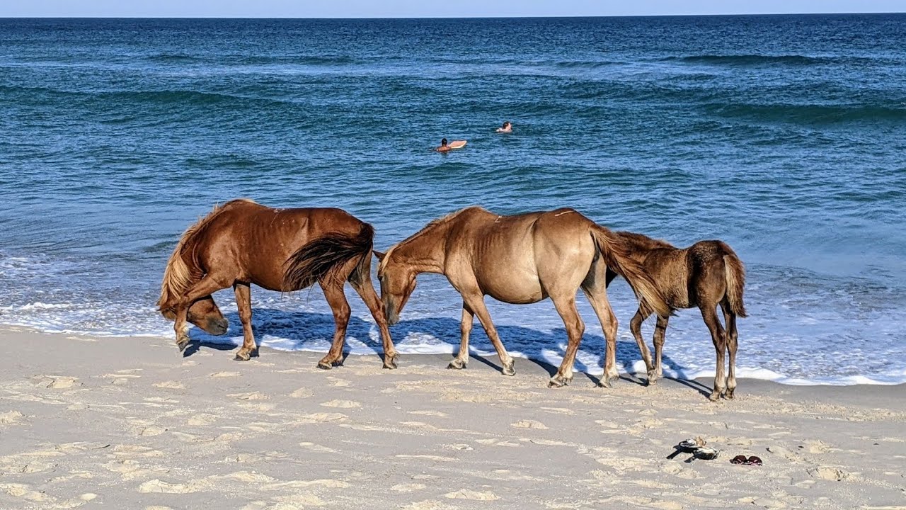 Assateague Island & Outer Banks - YouTube