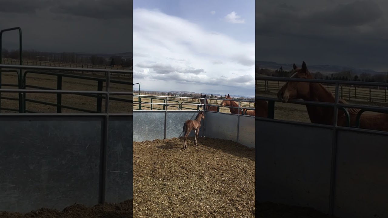 baby colt shows off for the pretty older fillys - YouTube