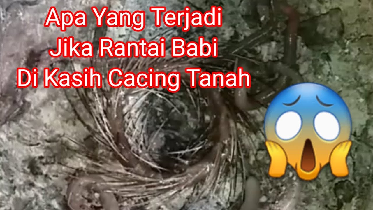 Proses Pemberi Makan Rantai Or Samban Babi Jenis Samban Api - YouTube