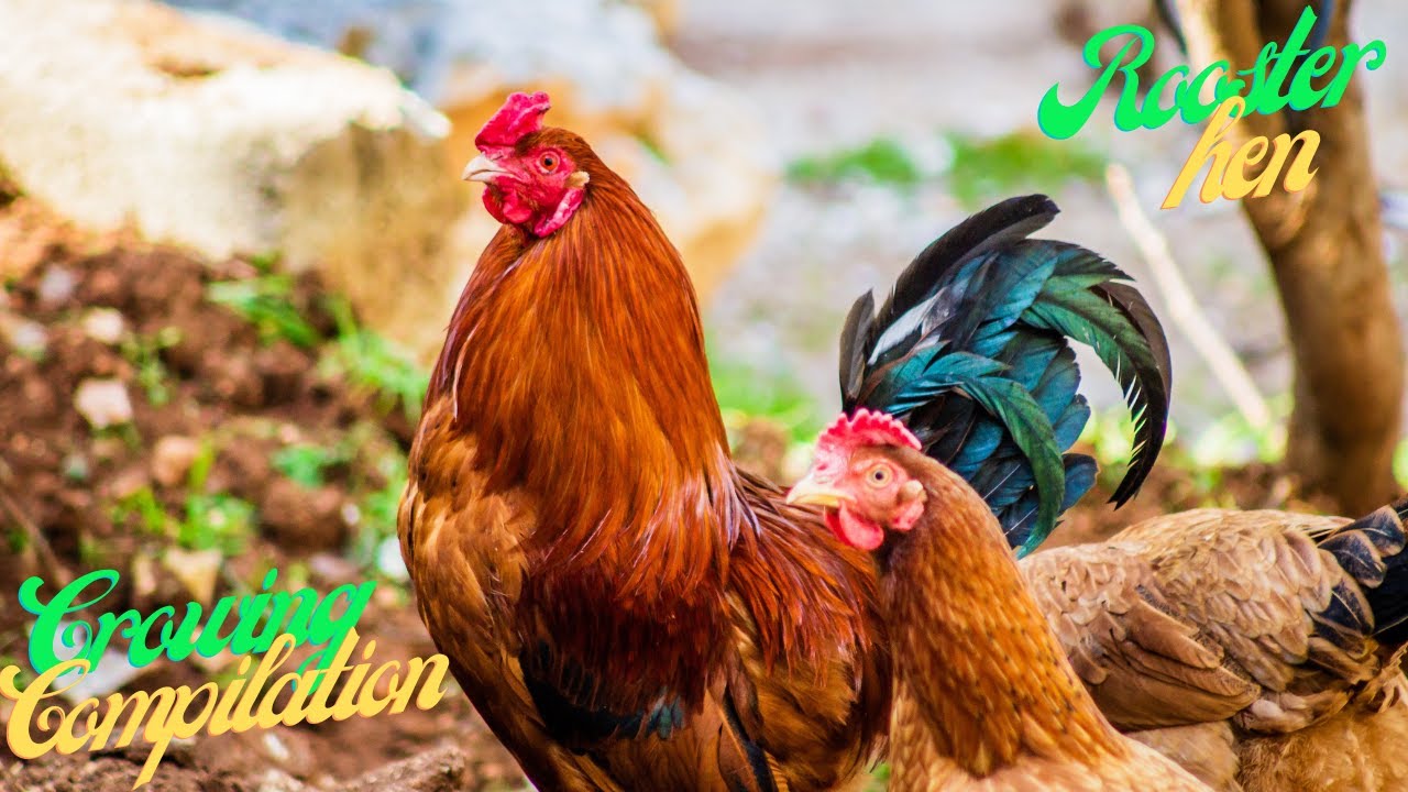 Rooster Crowing Compilation Plus Hen of Different Style - YouTube