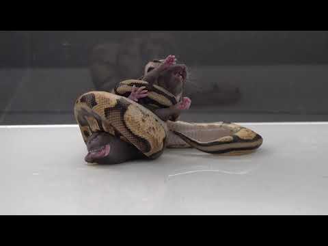 "Virus" Crushes Screaming Rat - Warning Python Live Feeding - YouTube