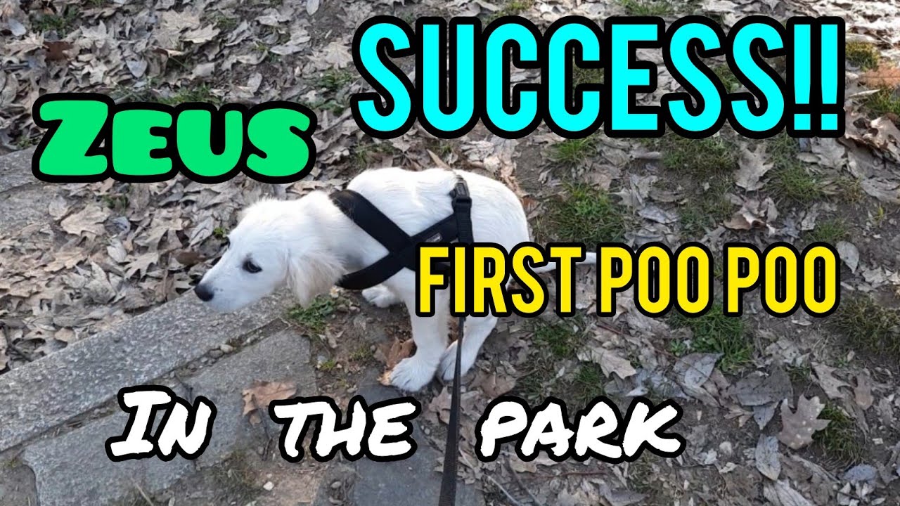 GOLDEN RETRIEVER ZEUS FIRST POO POO IN THE PARK...SUCCESS!!! | ELMA ...
