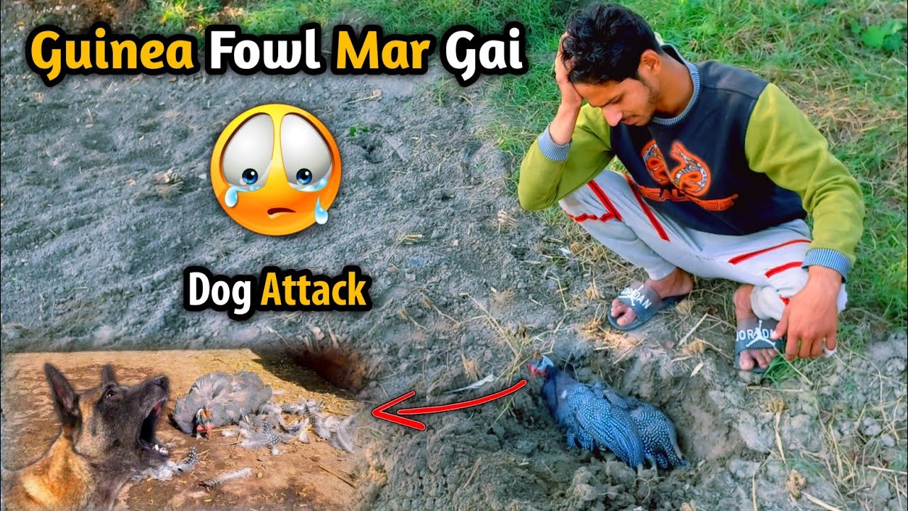 Guinea Fowl Mar Gai 😭| (Dog Attack) Latest Birds Vlog. - YouTube