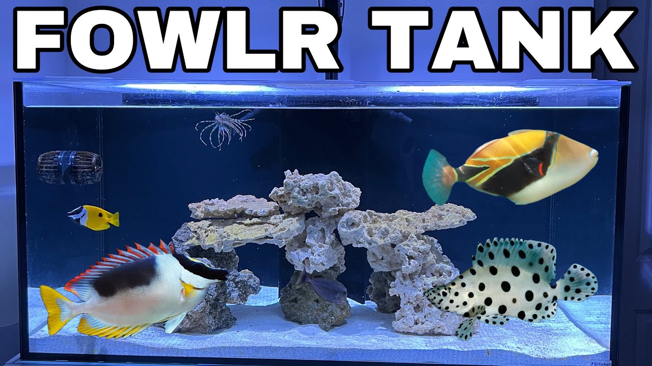 110 GALLON FOWLR AQUARIUM * FIRST UPDATE * - YouTube