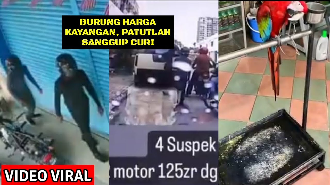 VIRALKAN‼️4 SEKAWAN REMBAT BURUNG KAKAK TUA BERNILAI RM15K DI SHAH ALAM ...
