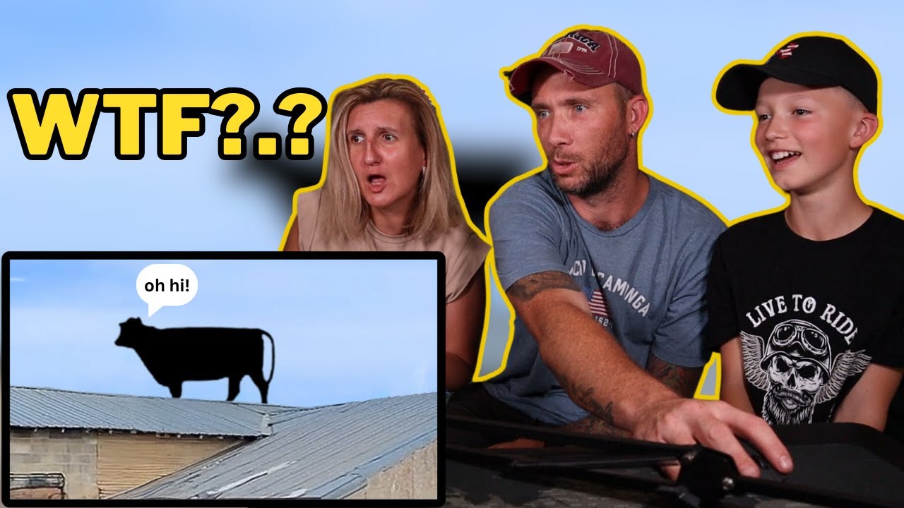 Graham Family Reacts The FUNNIEST Farm Animals EVER - YouTube