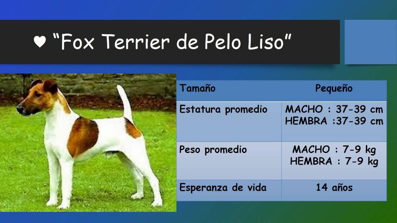 EL PERRO FOX TERRIER / FOX TERRIER DE PELO LISO ♥ - YouTube
