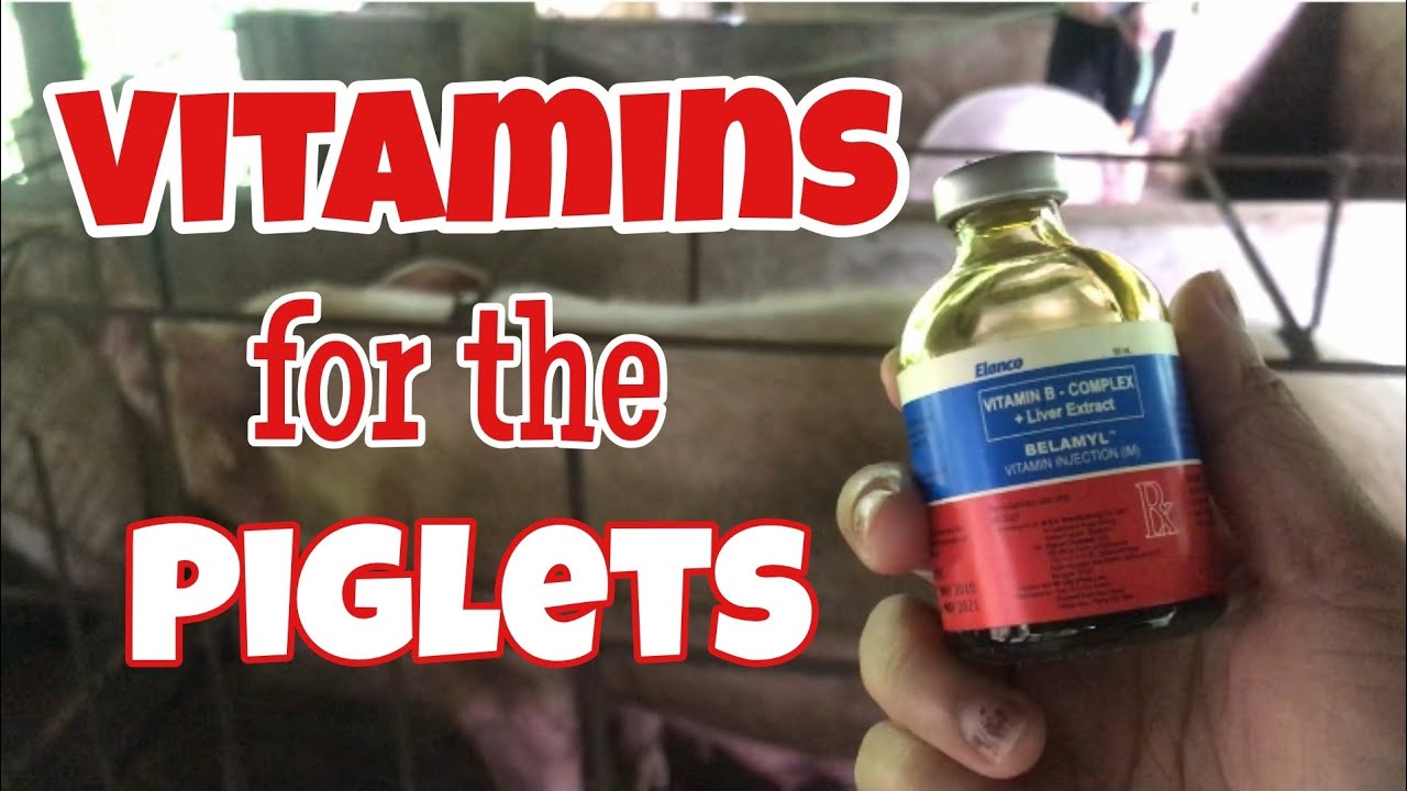We give vitamins to our piglets! |PIGLETS UPDATE ||ARCHER BACKYARD ...