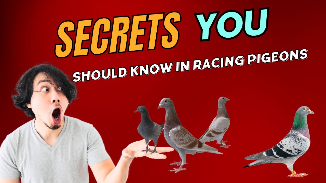 From Fat pigeons to Fit pigeons Transform Your Racing Pigeons and ...