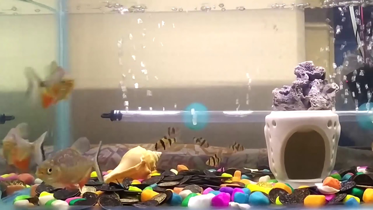 Red Belly Pacu and Tiger Barbs Playing in Aquarium - YouTube